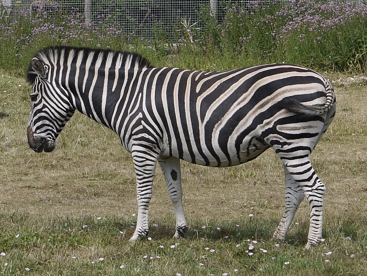 Chapman's Zebra | FictionRulezForever Wiki | Fandom