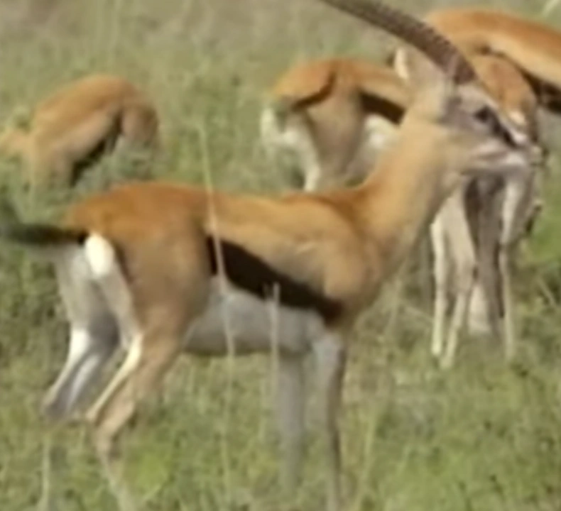 UglyAnimals | FictionRulezForever Wiki | Fandom