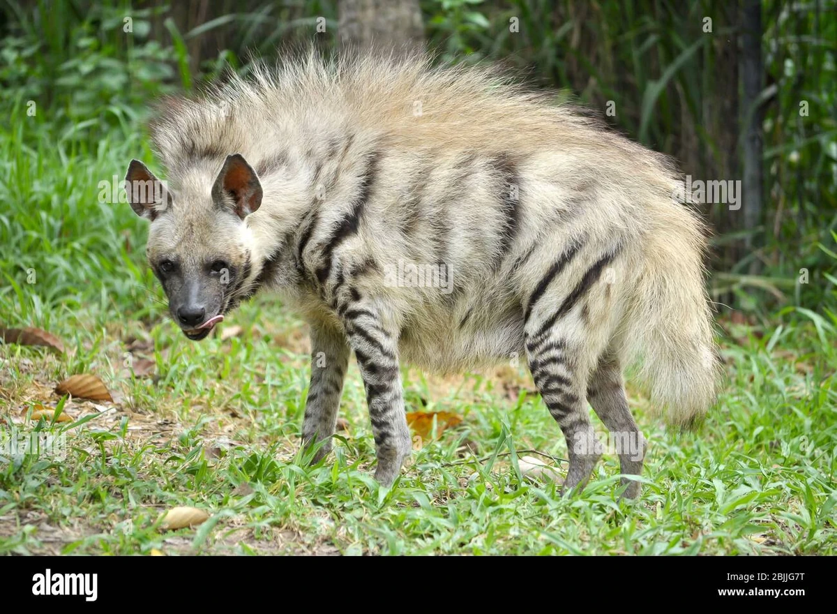 Striped Hyena | FictionRulezForever Wiki | Fandom