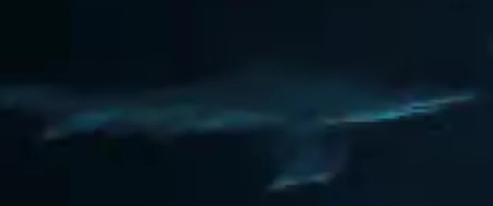 Night Shark | FictionRulezForever Wiki | Fandom