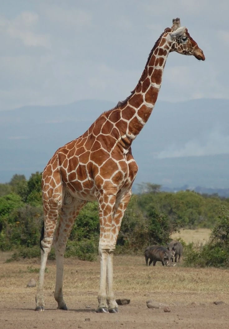The Africa Age Adventures of Giraffe Wilde | FictionRulezForever Wiki ...