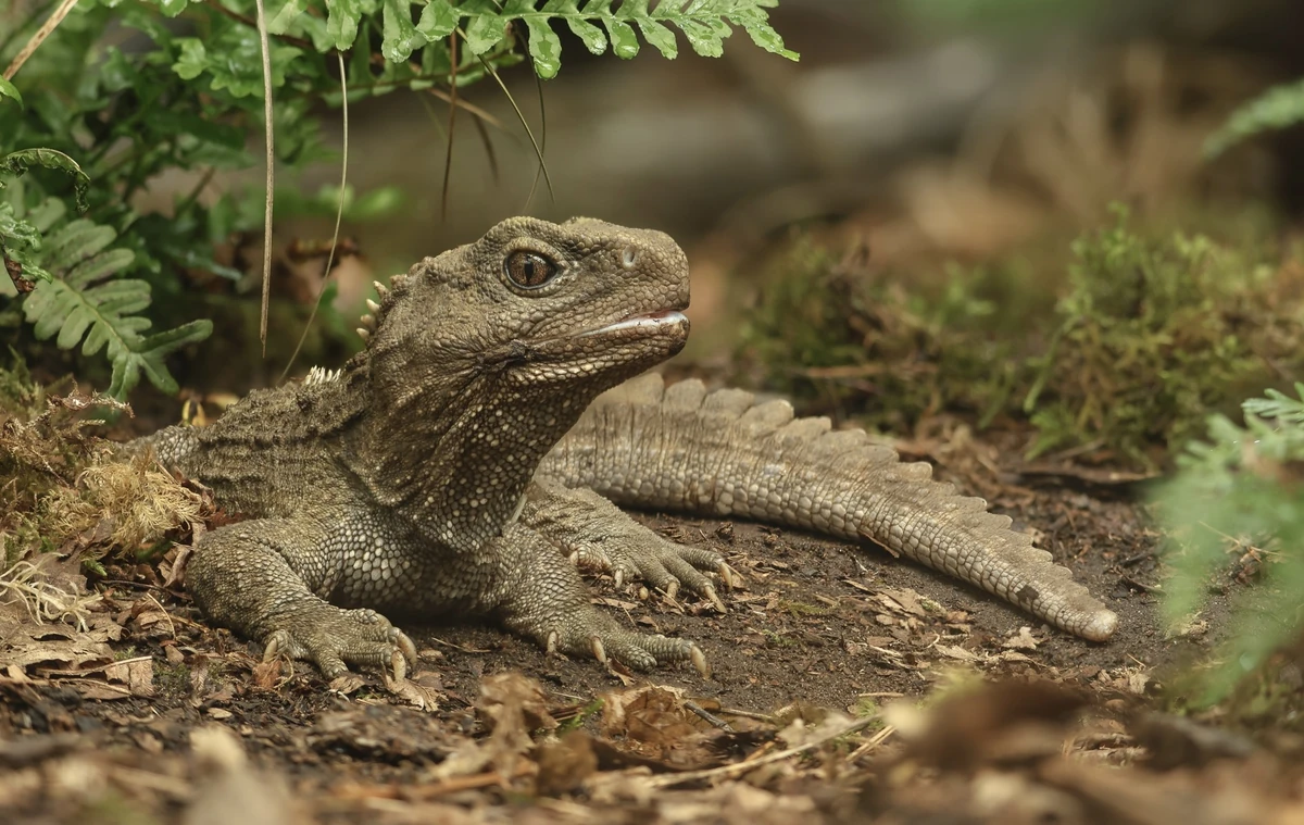 Tuatara | FictionRulezForever Wiki | Fandom