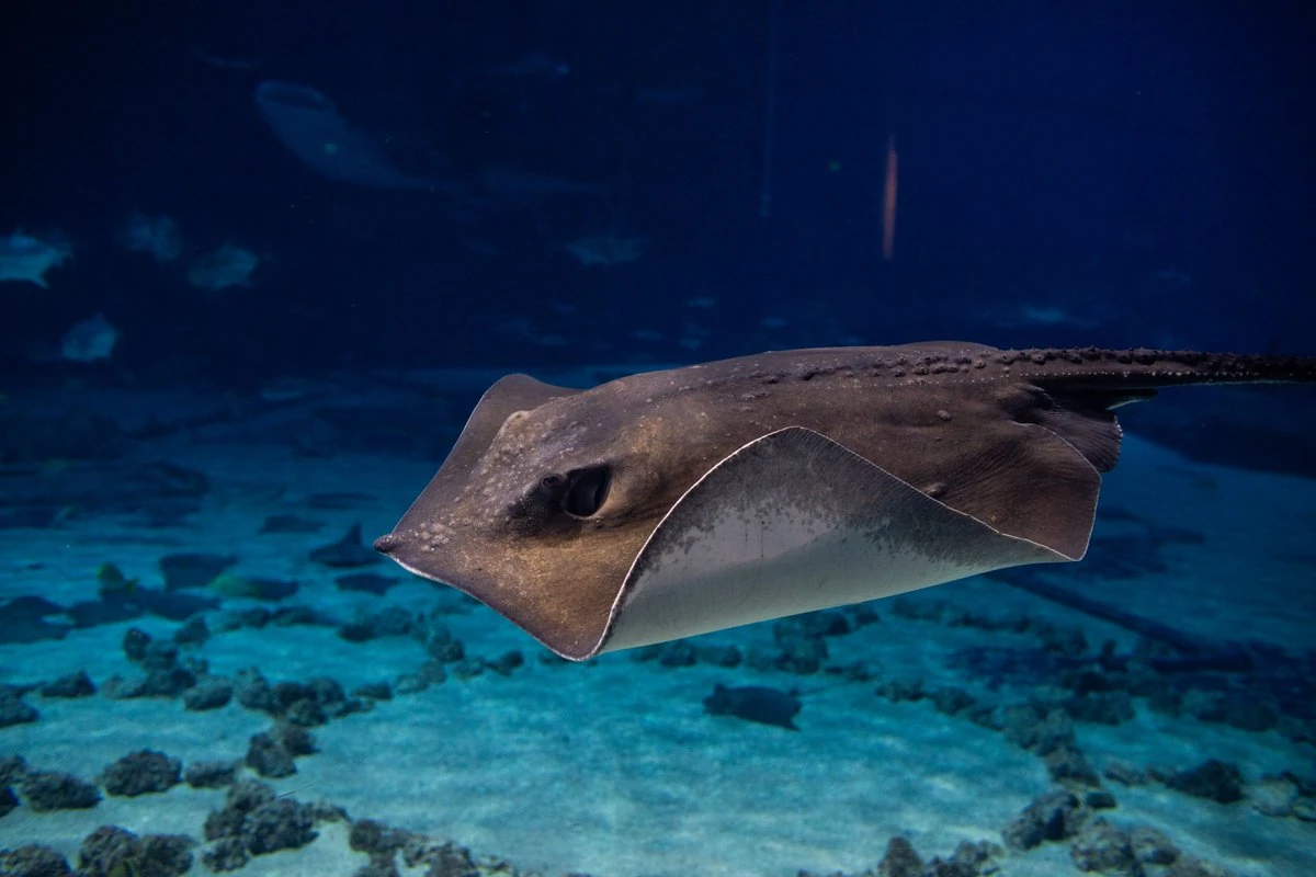 Roughtail Stingray | FictionRulezForever Wiki | Fandom