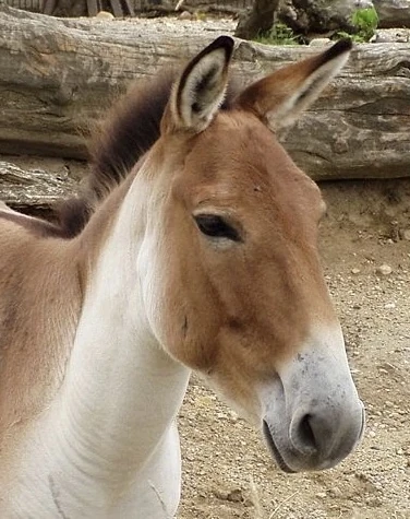 Kiang | FictionRulezForever Wiki | Fandom