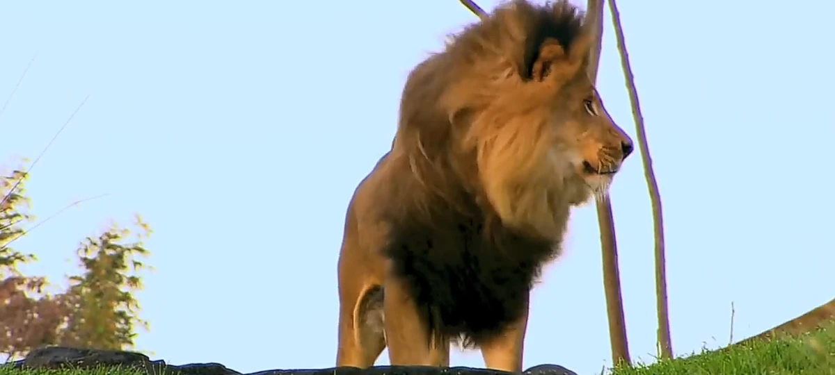 The Lion King (NatureRules1/GavenLovesAnimals Style ...