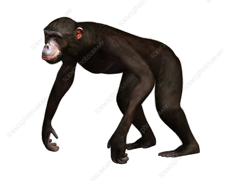 Dryopithecus | FictionRulezForever Wiki | Fandom