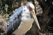 Marabou Stork/Gallery | FictionRulezForever Wiki | Fandom