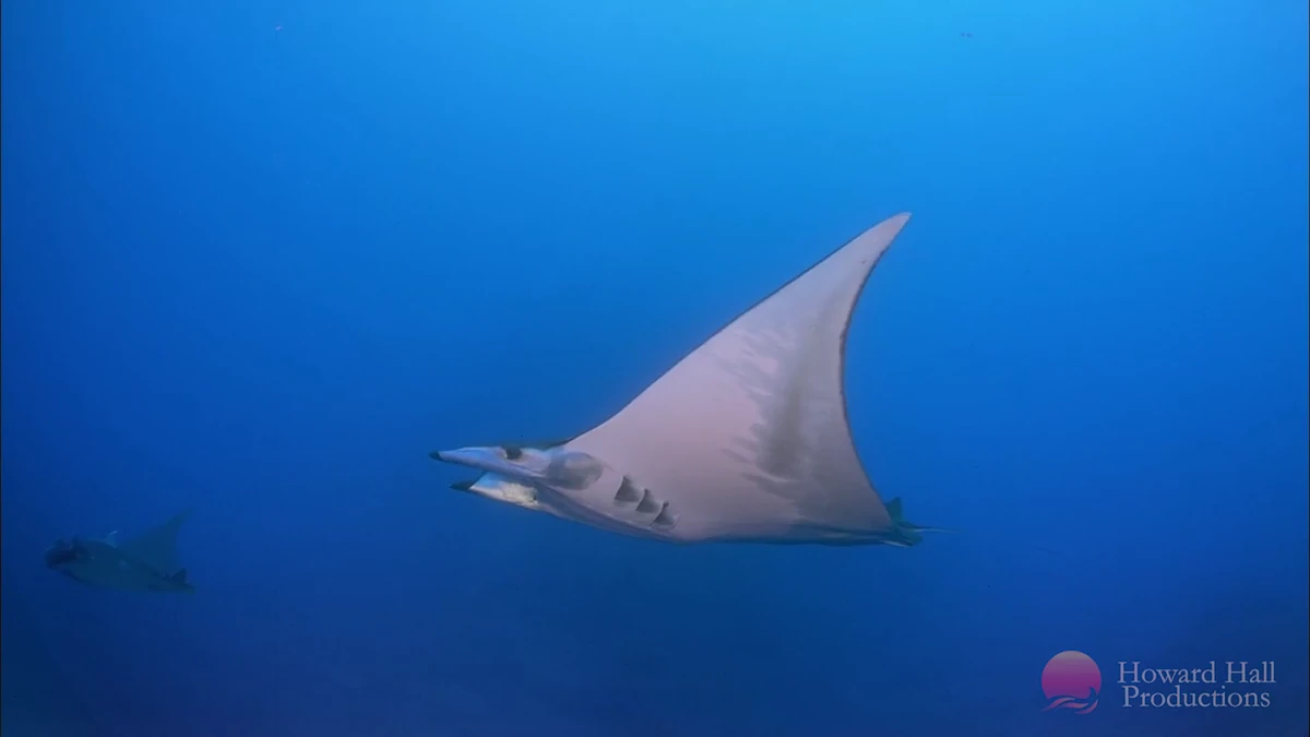 Chilean Devil Ray | FictionRulezForever Wiki | Fandom