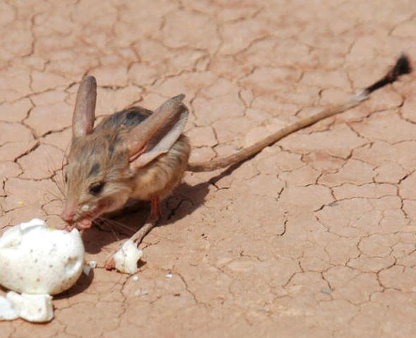 Long-Eared Jerboa | FictionRulezForever Wiki | Fandom