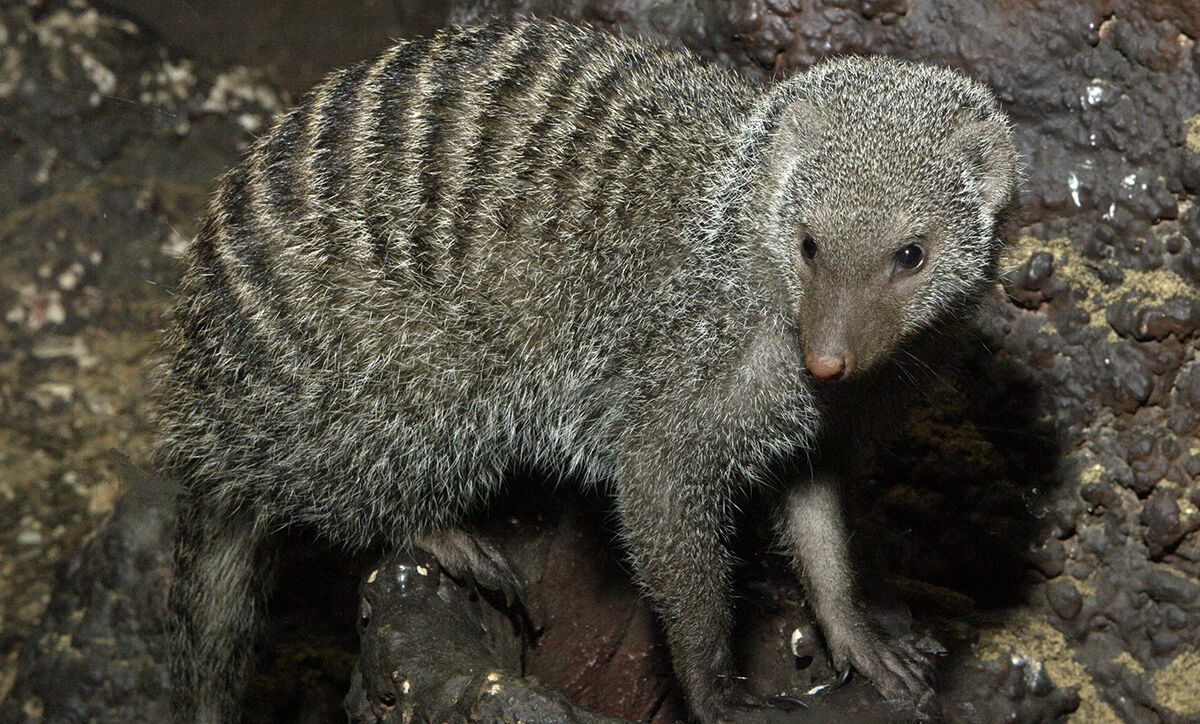 Banded Mongoose Fictionrulezforever Wiki Fandom