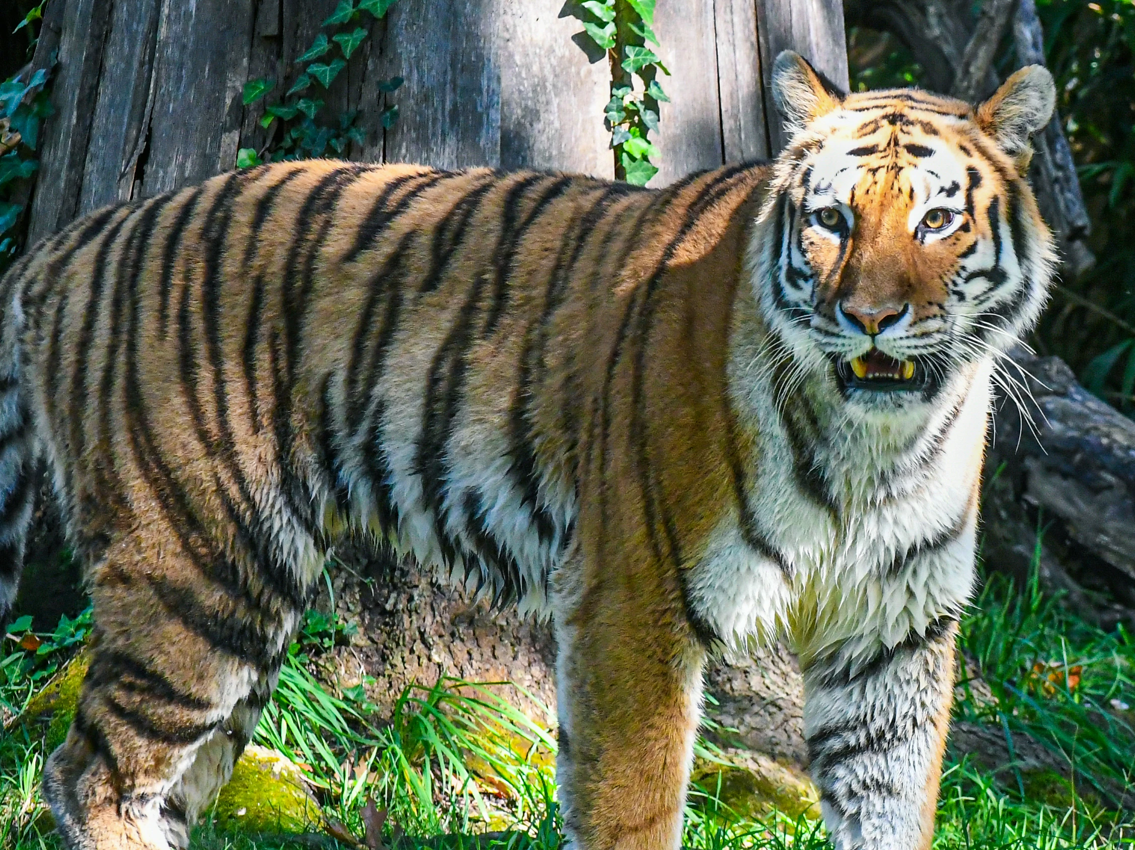 Tigers Don't Dance (NatureRules1 and GavenLovesAnimals Style ...