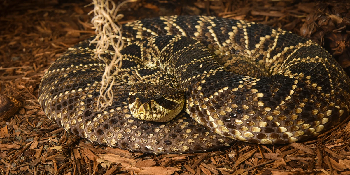 Eastern Diamondback Rattlesnake | FictionRulezForever Wiki | Fandom