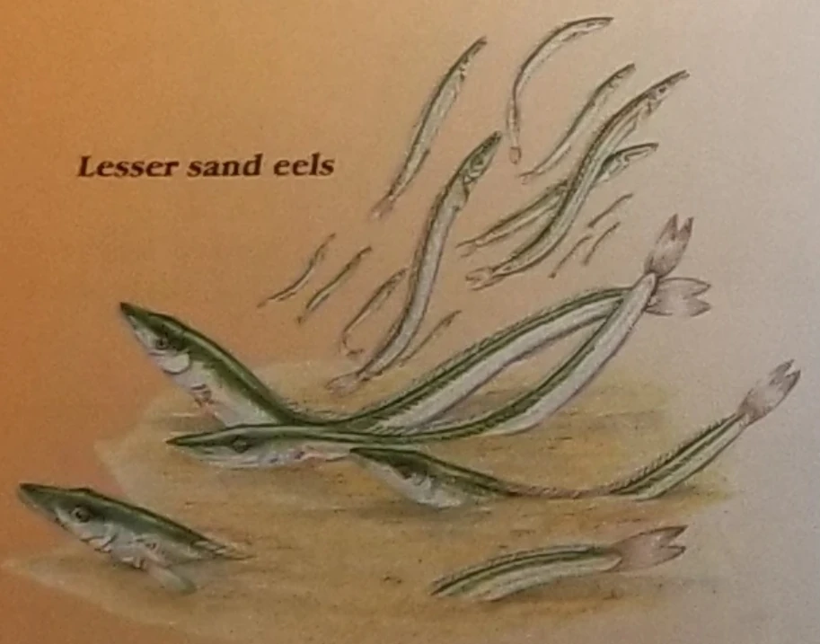 Lesser Sand Eel | FictionRulezForever Wiki | Fandom