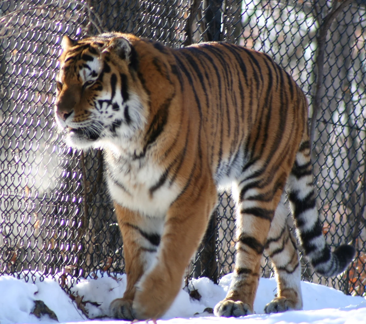 List of Species in Minnesota Zoo | FictionRulezForever Wiki | Fandom