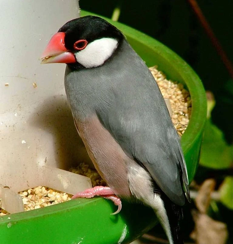 Java Sparrow | FictionRulezForever Wiki | Fandom