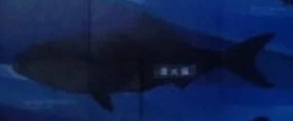 Japanese Rubyfish | FictionRulezForever Wiki | Fandom