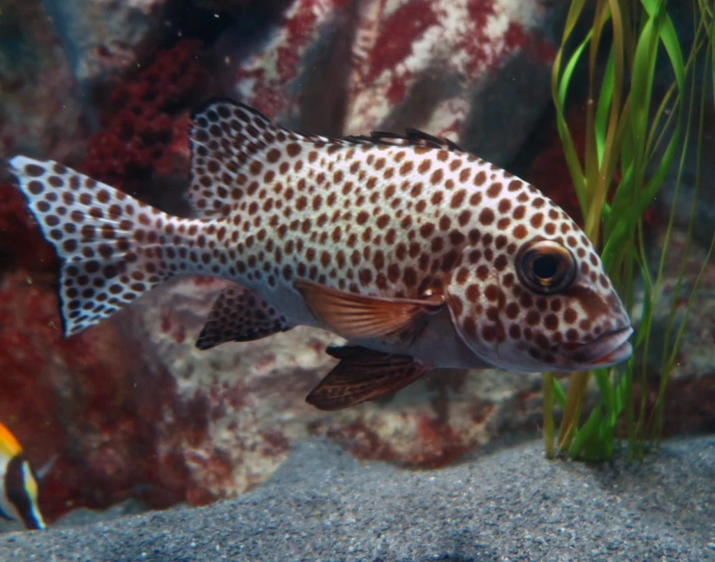 Harlequin Sweetlips | FictionRulezForever Wiki | Fandom