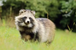 Shane The Raccoondog Wikifur The Furry Encyclopedia