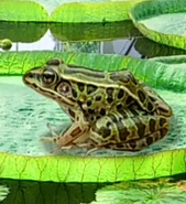 Northern Leopard Frog | FictionRulezForever Wiki | Fandom