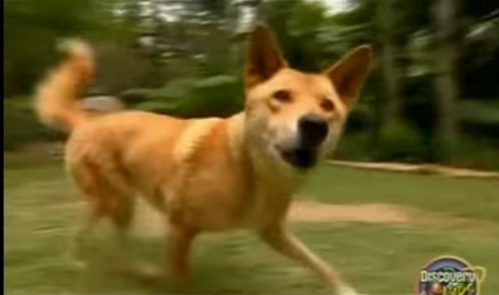 The Dingo King Franchise | FictionRulezForever Wiki | Fandom