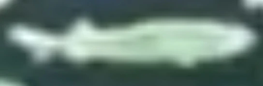 Portuguese Dogfish | FictionRulezForever Wiki | Fandom