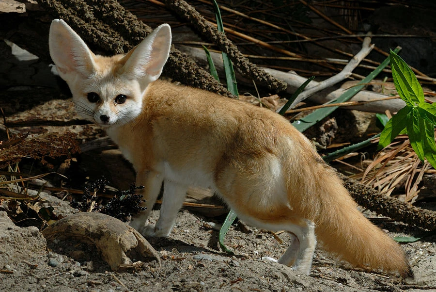 Fennec Fox | FictionRulezForever Wiki | Fandom