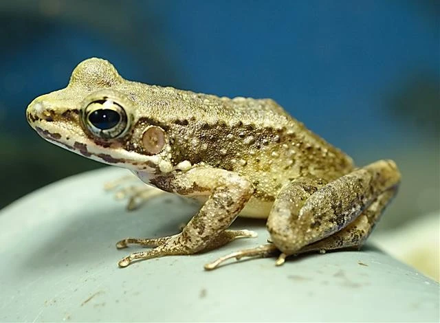 Ryukyu Tip-Nosed Frog | FictionRulezForever Wiki | Fandom