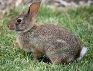 Appalachian Cottontail | FictionRulezForever Wiki | Fandom
