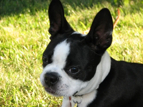 Forget Me Not Dog House | FictionRulezForever Wiki | Fandom