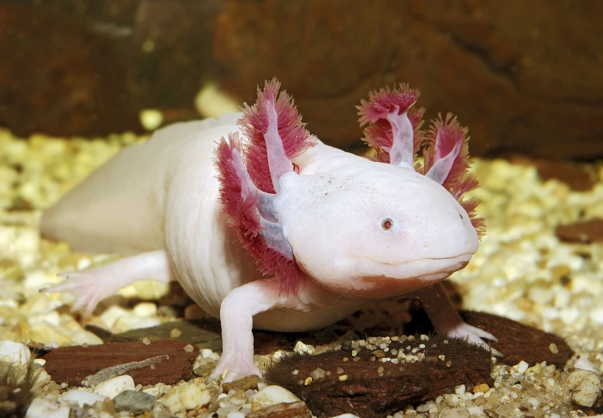 Axolotl | FictionRulezForever Wiki | Fandom