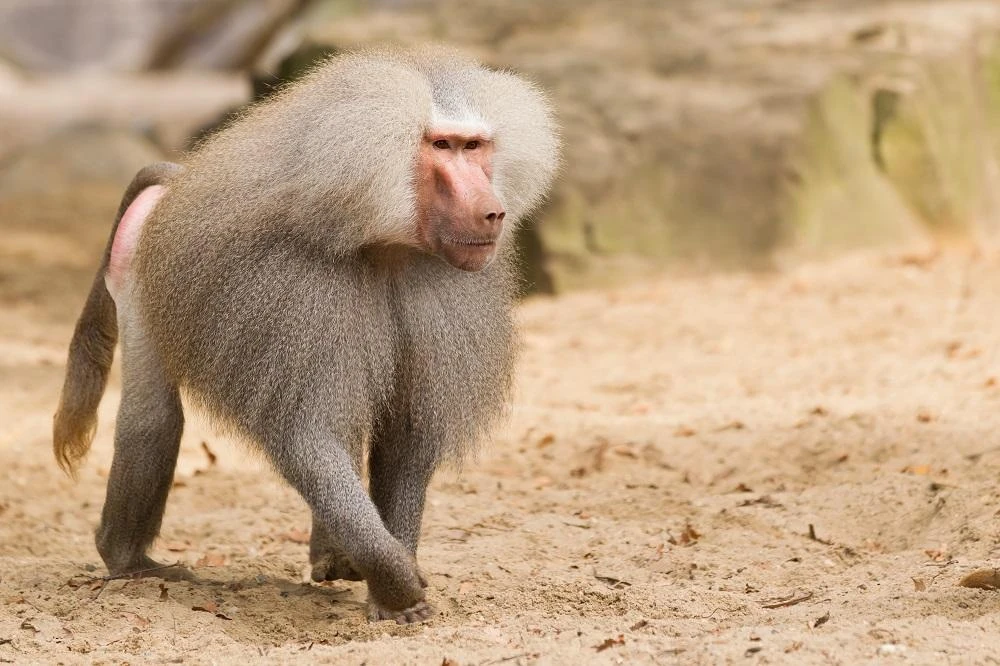 Hamadryas Baboon | FictionRulezForever Wiki | Fandom