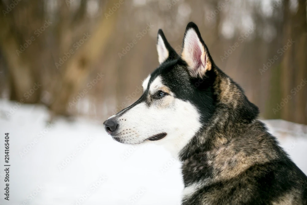 Siberian Husky | FictionRulezForever Wiki | Fandom