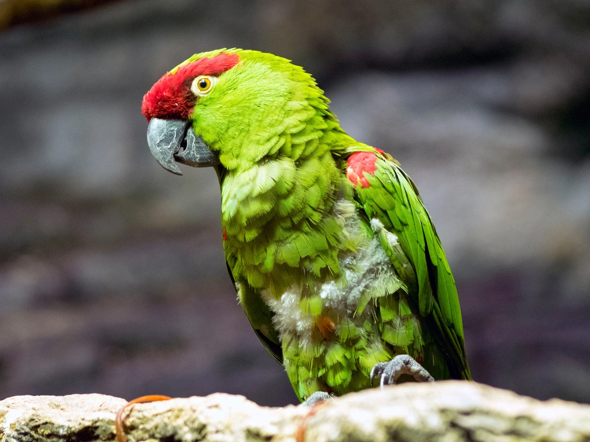 Thick-Billed Parrot | FictionRulezForever Wiki | Fandom