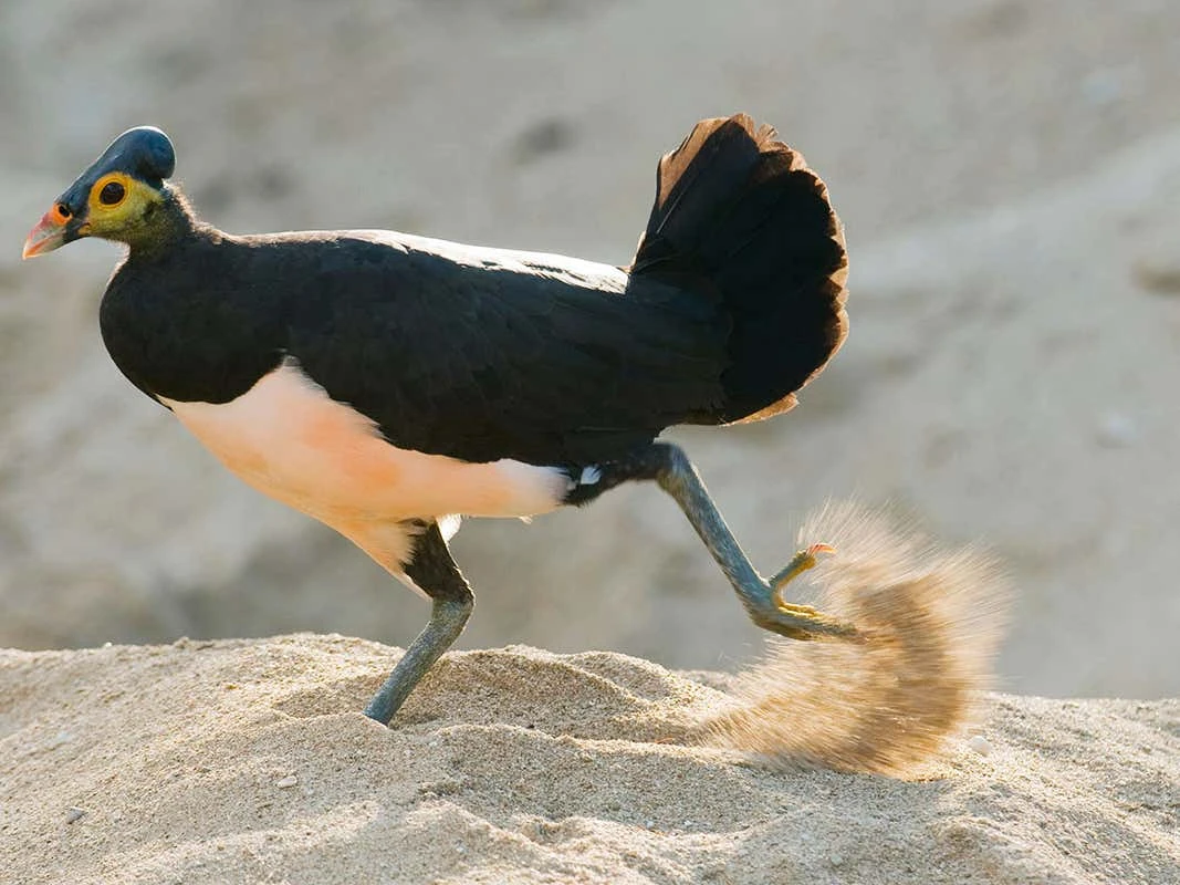 Maleo | FictionRulezForever Wiki | Fandom