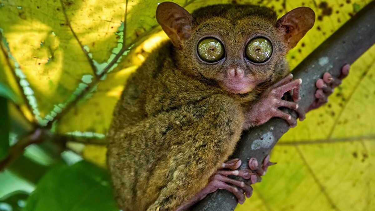Horsfield's Tarsier | FictionRulezForever Wiki | Fandom