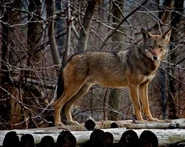 Red Wolf | FictionRulezForever Wiki | Fandom