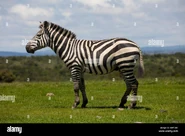 SuperAnimals (NatureRules1 Version) | FictionRulezForever Wiki | Fandom
