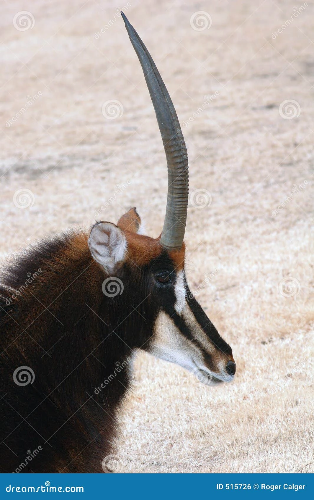 Sable Antelope | FictionRulezForever Wiki | Fandom