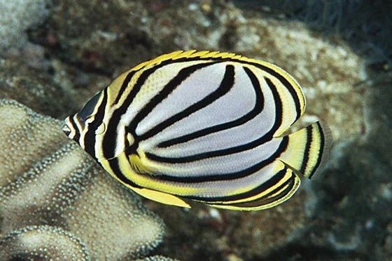 Scrawled Butterflyfish | FictionRulezForever Wiki | Fandom