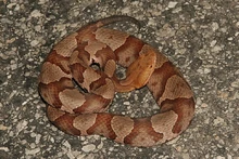 Copperhead | FictionRulezForever Wiki | Fandom