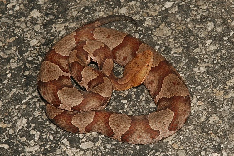 Copperhead | FictionRulezForever Wiki | Fandom