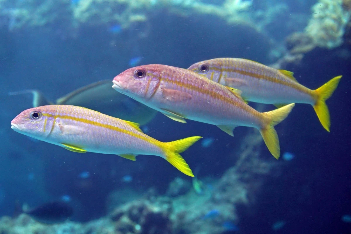Yellowfin Goatfish | FictionRulezForever Wiki | Fandom