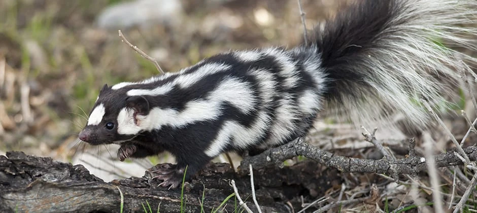 Western Spotted Skunk | FictionRulezForever Wiki | Fandom