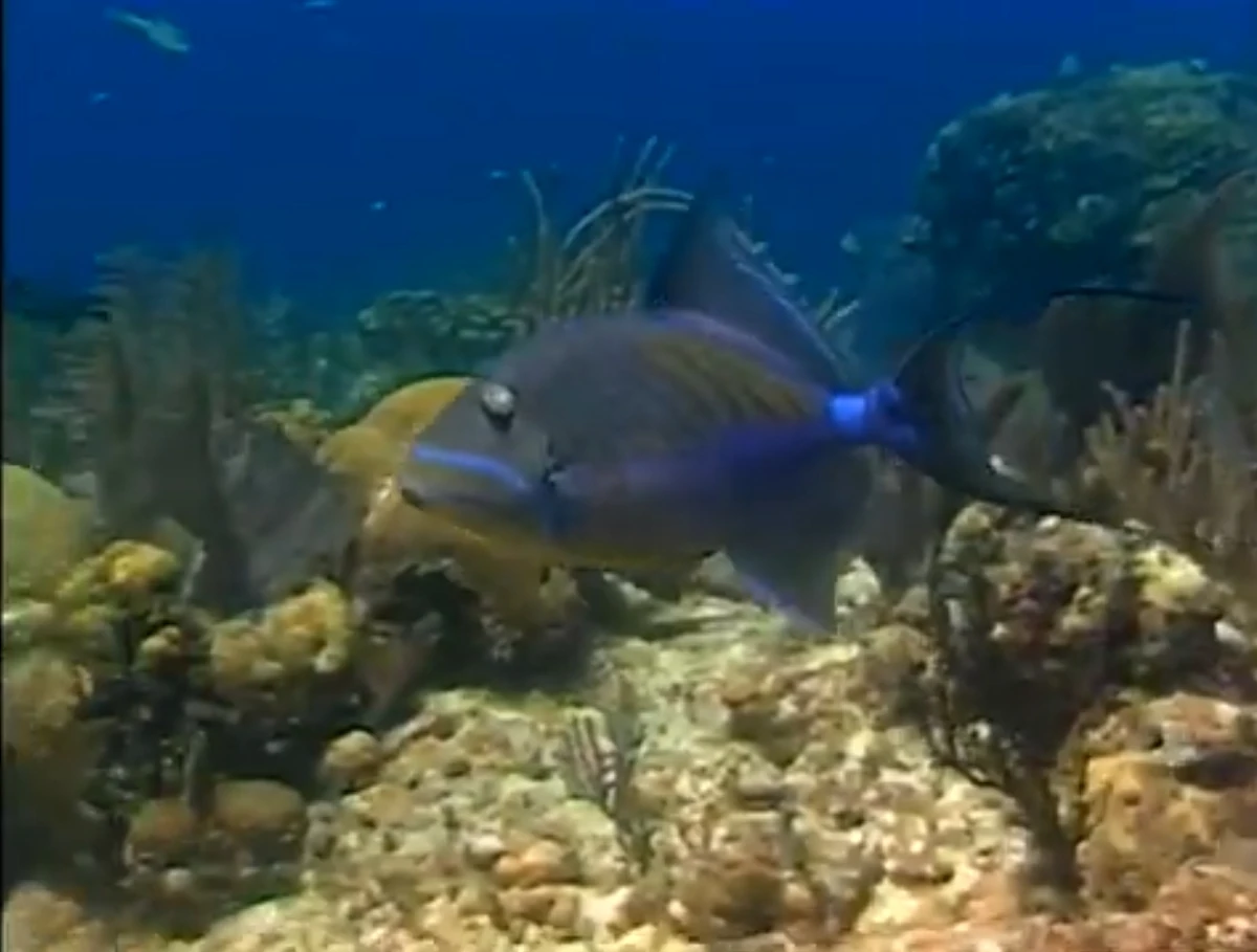 Queen Triggerfish | FictionRulezForever Wiki | Fandom