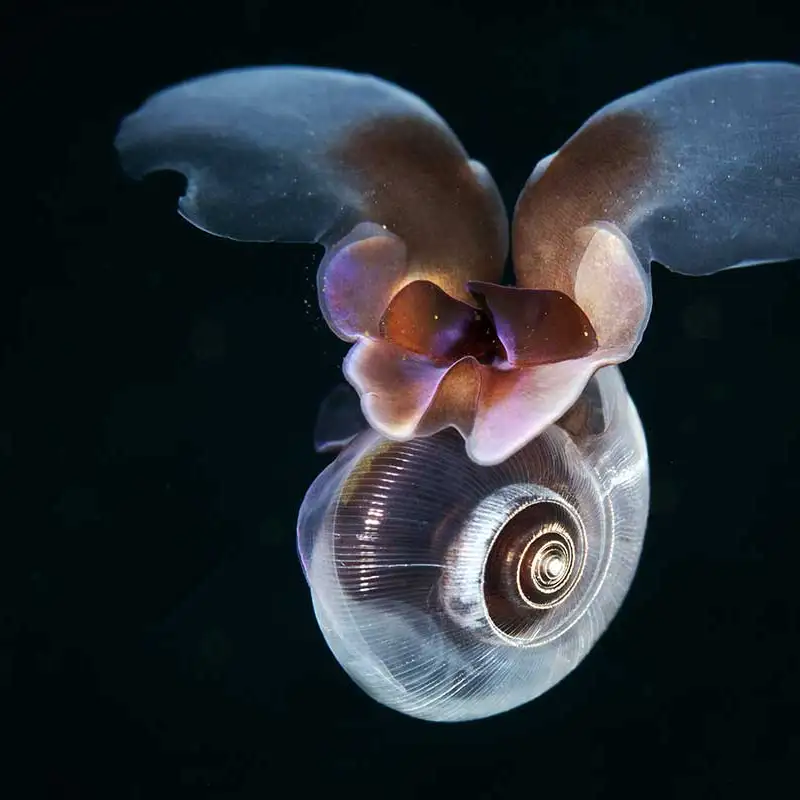 Sea Butterfly | FictionRulezForever Wiki | Fandom