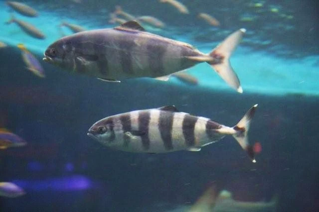 Pilot Fish | FictionRulezForever Wiki | Fandom