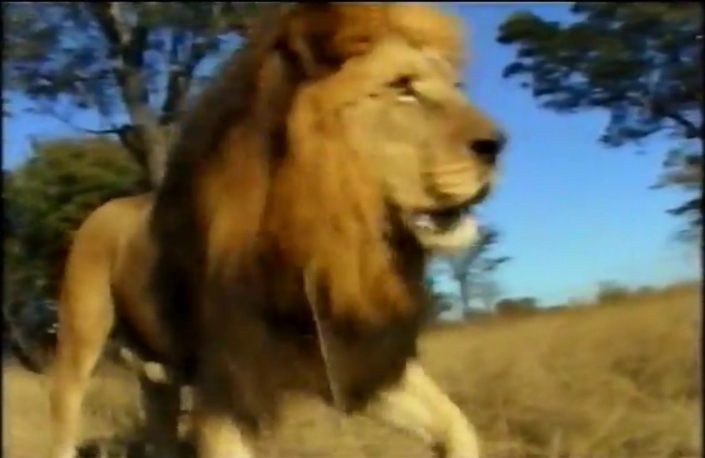 The Wild Animal House (NatureRules1 Version) | FictionRulezForever Wiki ...