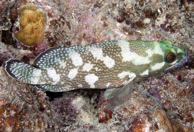 White Streaked Grouper Fictionrulezforever Wiki Fandom