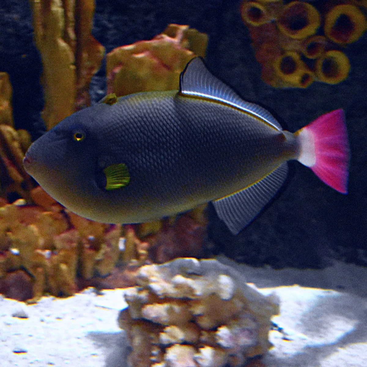 Pink-Tailed Triggerfish | FictionRulezForever Wiki | Fandom