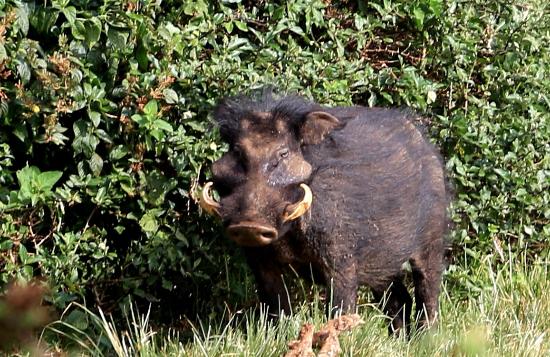 Giant Forest Hog Fictionrulezforever Wiki Fandom